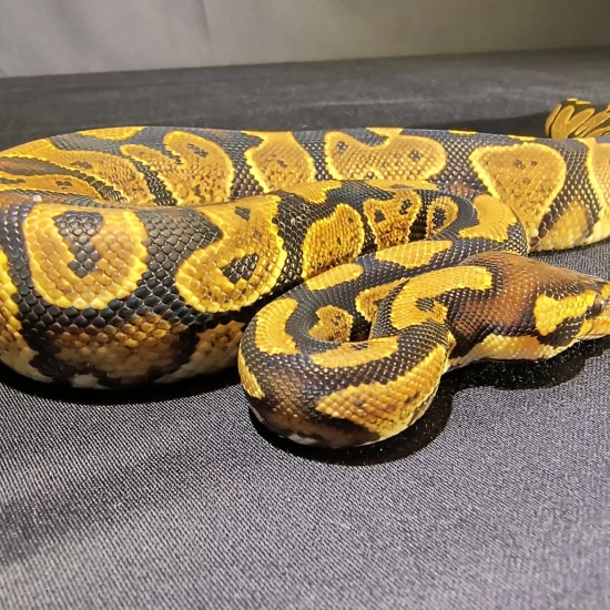 Yellowbelly (+)? Ball Python by Bohemian Exotics