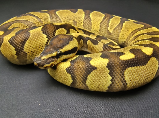 Enchi Yellowbelly 66% Het Clown Ball Python by Bohemian Exotics