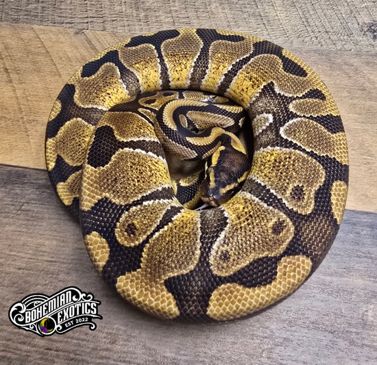 Enchi Yellowbelly FREE SHIPPING Ball Python by Bohemian Exotics