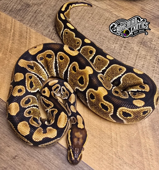 Special FREE SHIPPING Ball Python by Bohemian Exotics