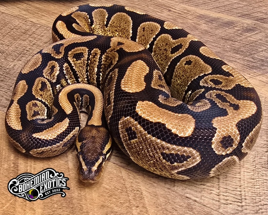Specter FREE SHIPPING Ball Python by Bohemian Exotics