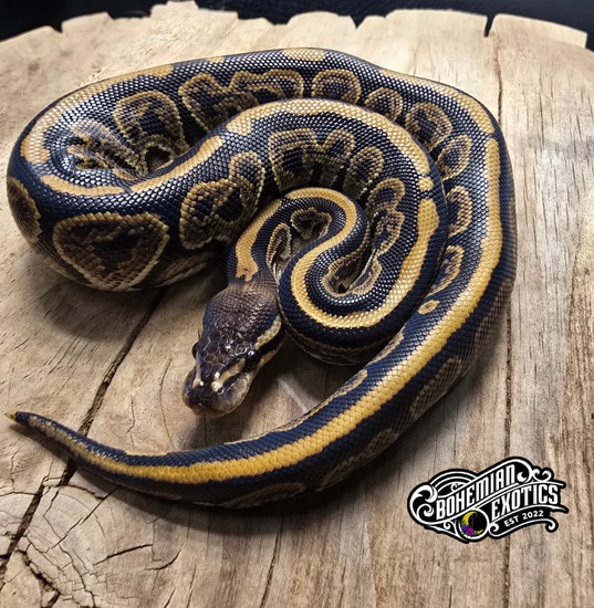Black Pastel FREE SHIPPING Ball Python by Bohemian Exotics