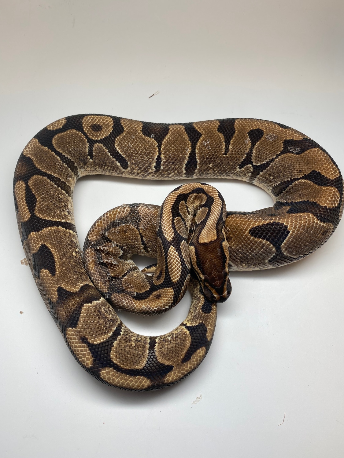 Enchi Ball Python by Extraordinary Exotics LLC - MorphMarket