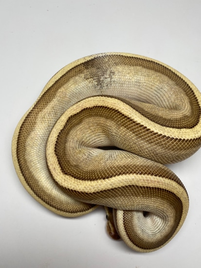Lesser Genetic Stripe Paradox Ball Python by Extraordinary Exotics
