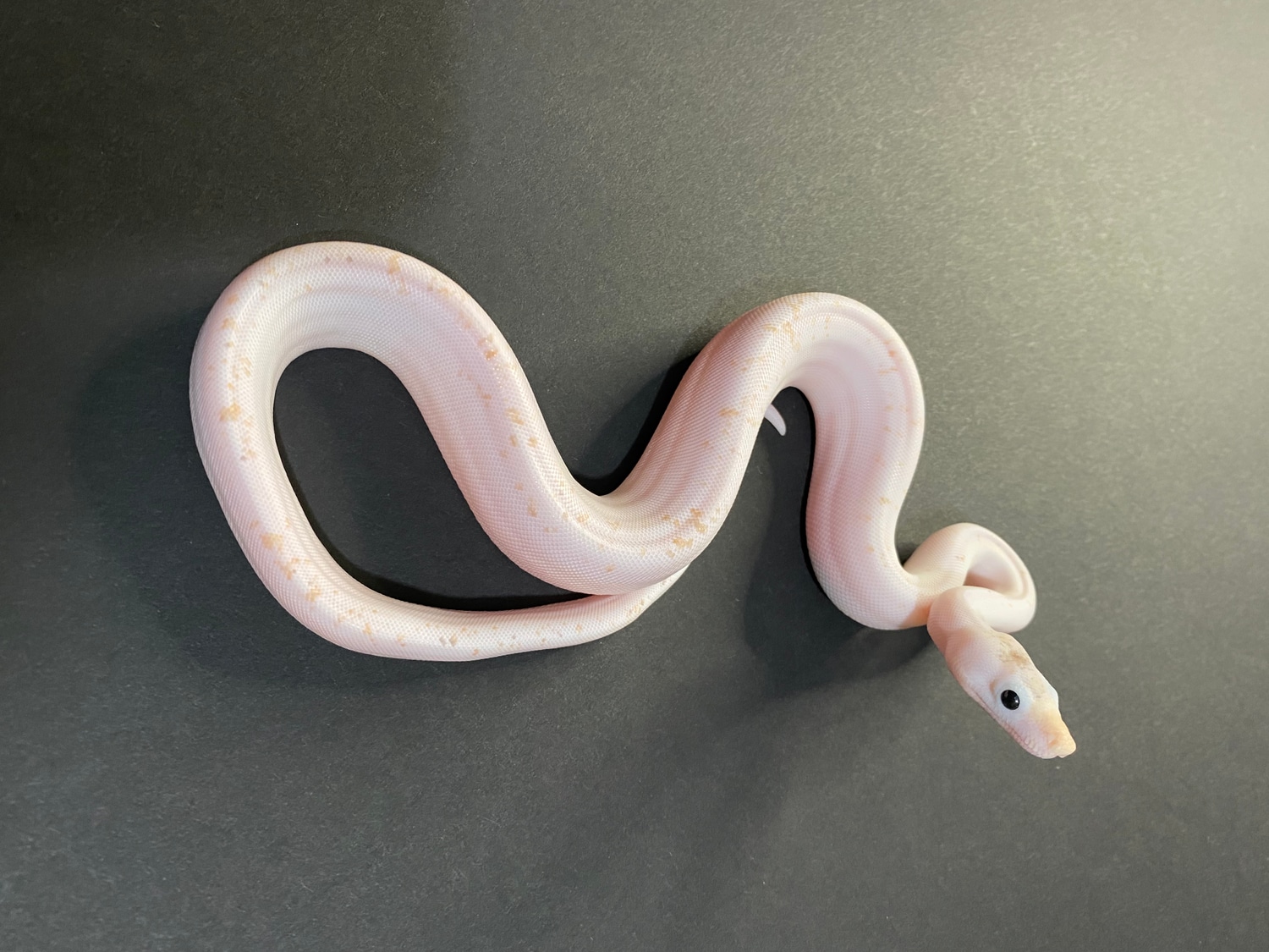Super Fire Boa Constrictor by Extraordinary Exotics - MorphMarket