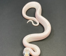 Super Fire Boa Constrictor by Extraordinary Exotics - MorphMarket
