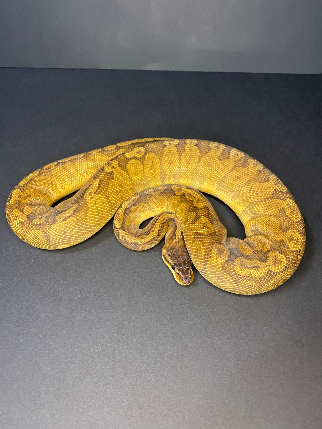 Sunset Ready To Breed Ball Python by Extraordinary Exotics LLC ...