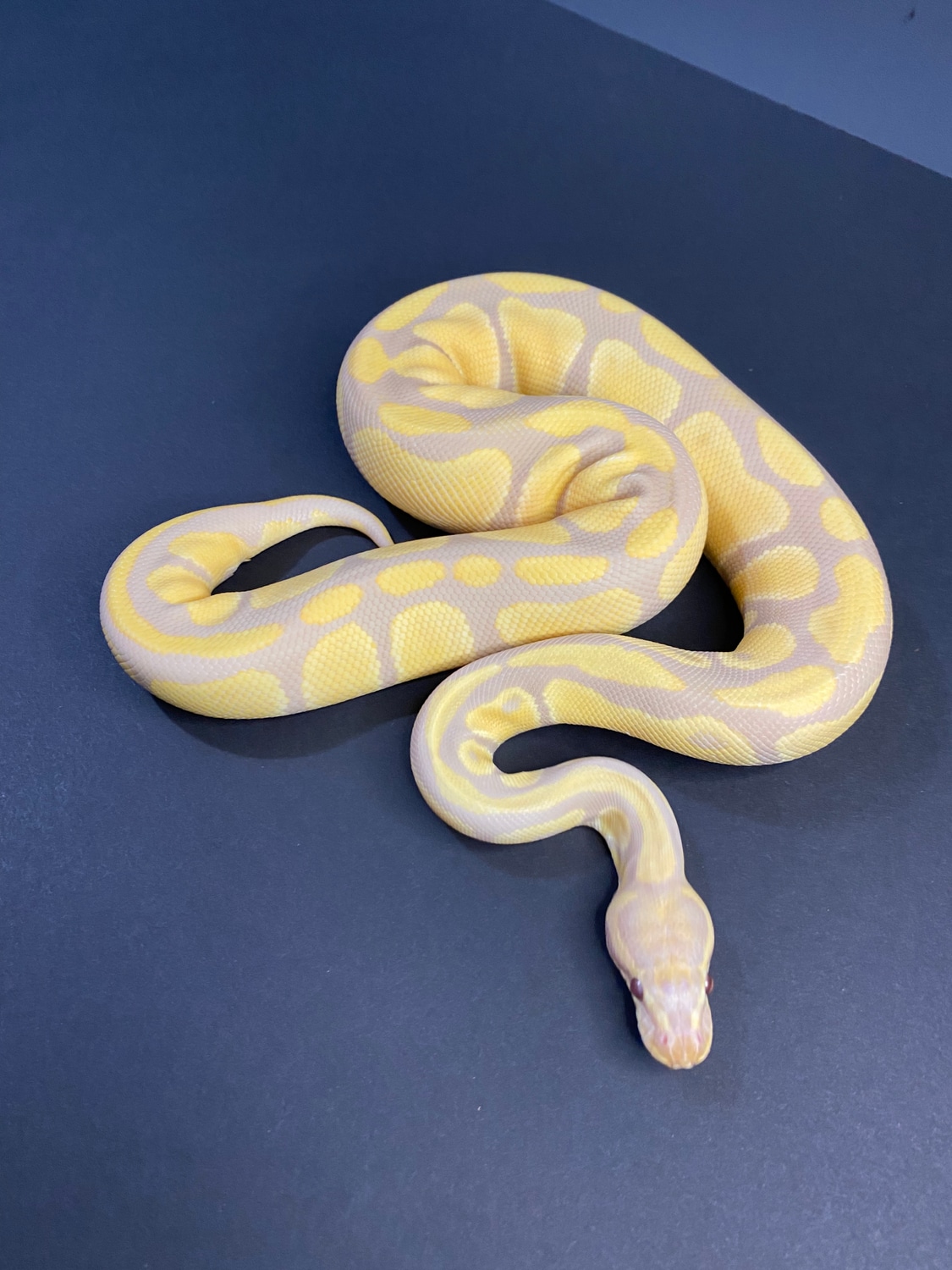 Toffino Ball Python by Extraordinary Exotics - MorphMarket