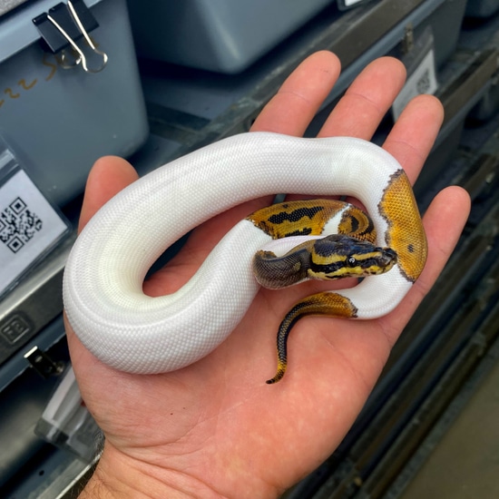 Pied 66% Het Sunset Ball Python by Extraordinary Exotics