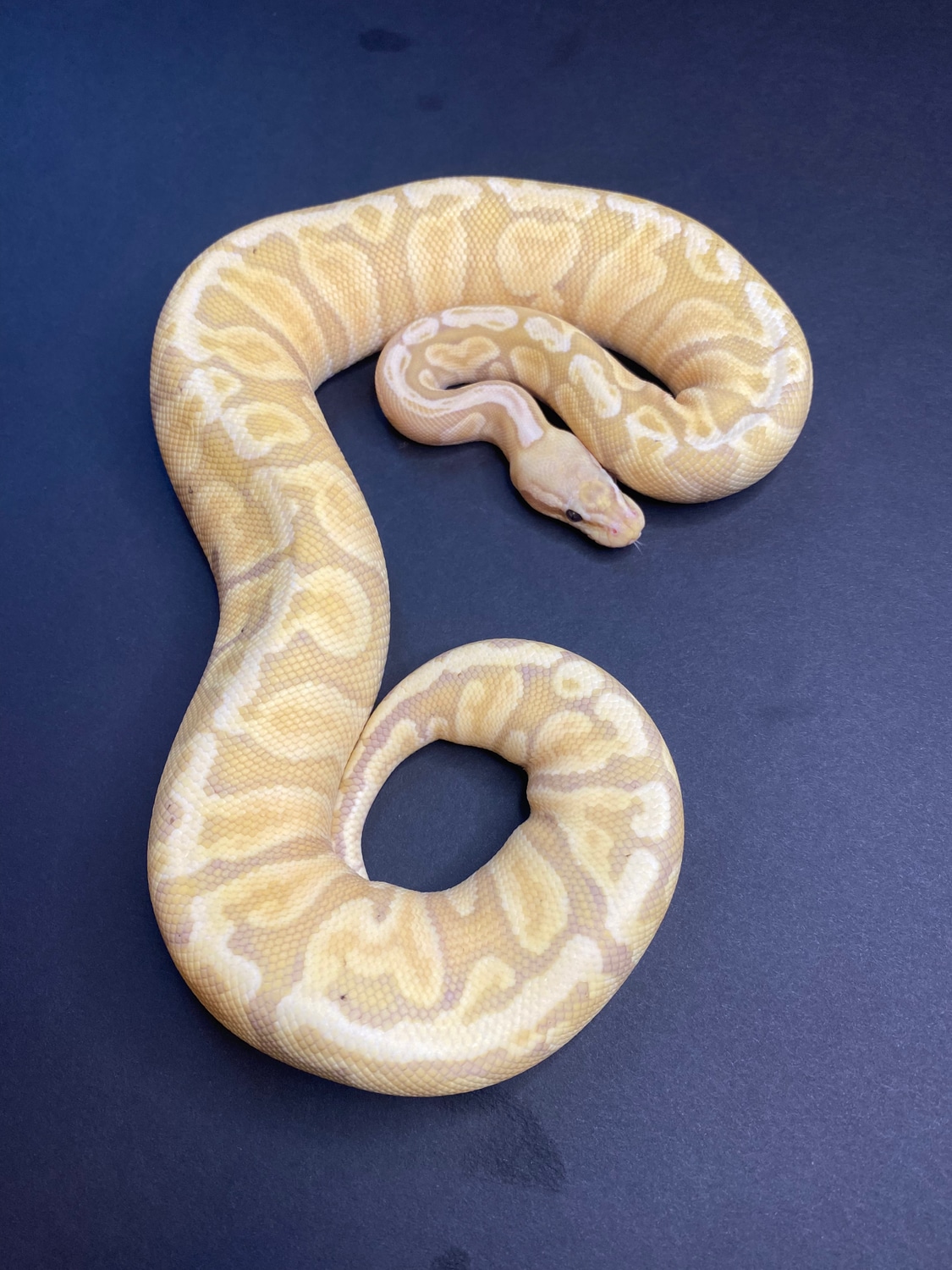 Banana Pastel GHI Ball Python by Extraordinary Exotics - MorphMarket
