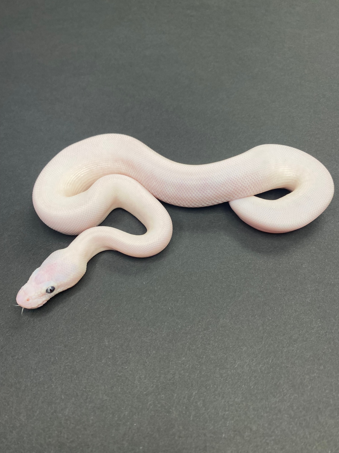 Lesser X Mojave BEL Ball Python by Extraordinary Exotics - MorphMarket