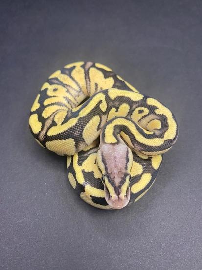 Firefly OD Het Pied Ball Python by Extraordinary Exotics LLC
