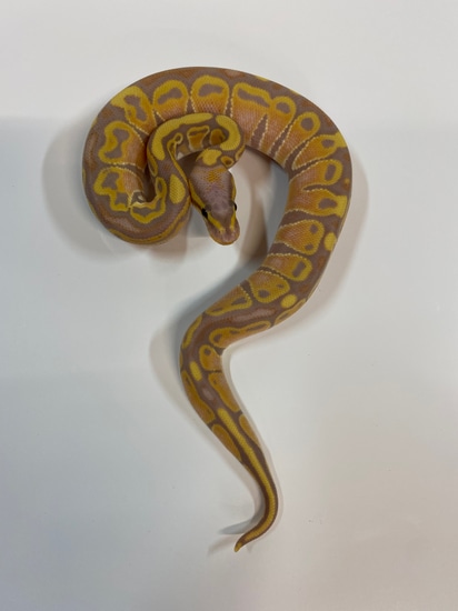 Banana Het G Stripe Ball Python by Extraordinary Exotics LLC