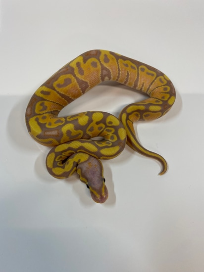 Banana Het G Stripe Ball Python by Extraordinary Exotics LLC