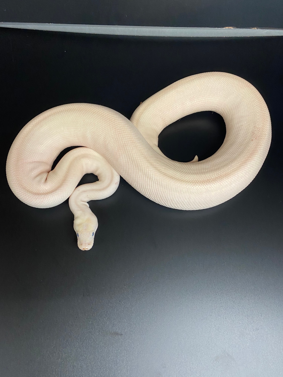 Super Mojave Ball Python by Extraordinary Exotics - MorphMarket