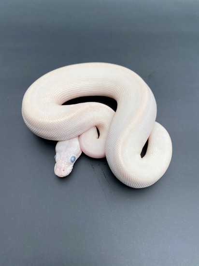 Lesser X Russo BEL Ball Python by Extraordinary Exotics