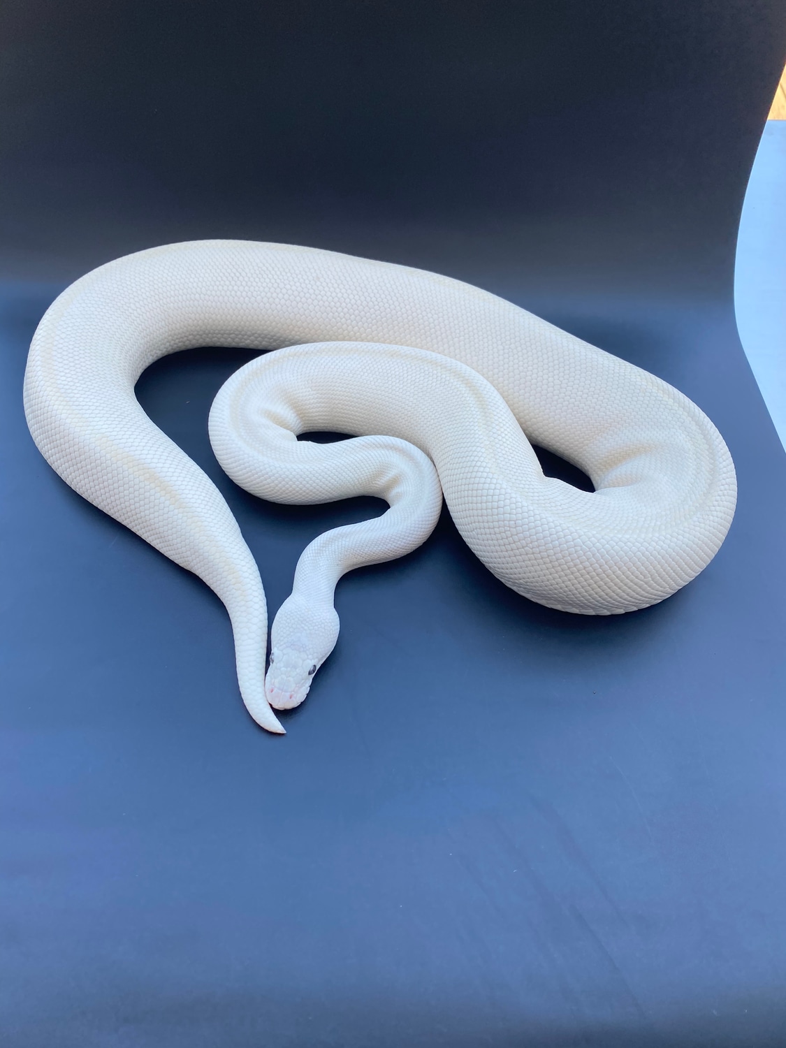 Super Russo Ball Python by Extraordinary Exotics LLC - MorphMarket