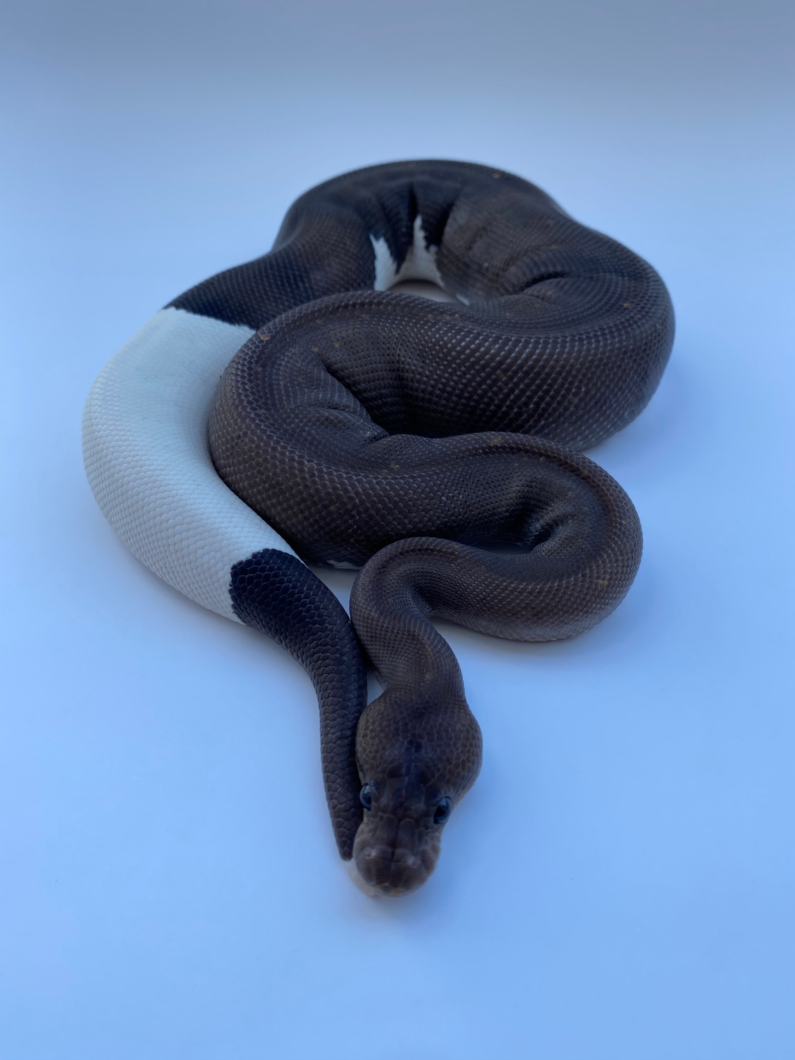 Super Black Pastel Or 8Ball Het Pied Ball Python by Extraordinary ...