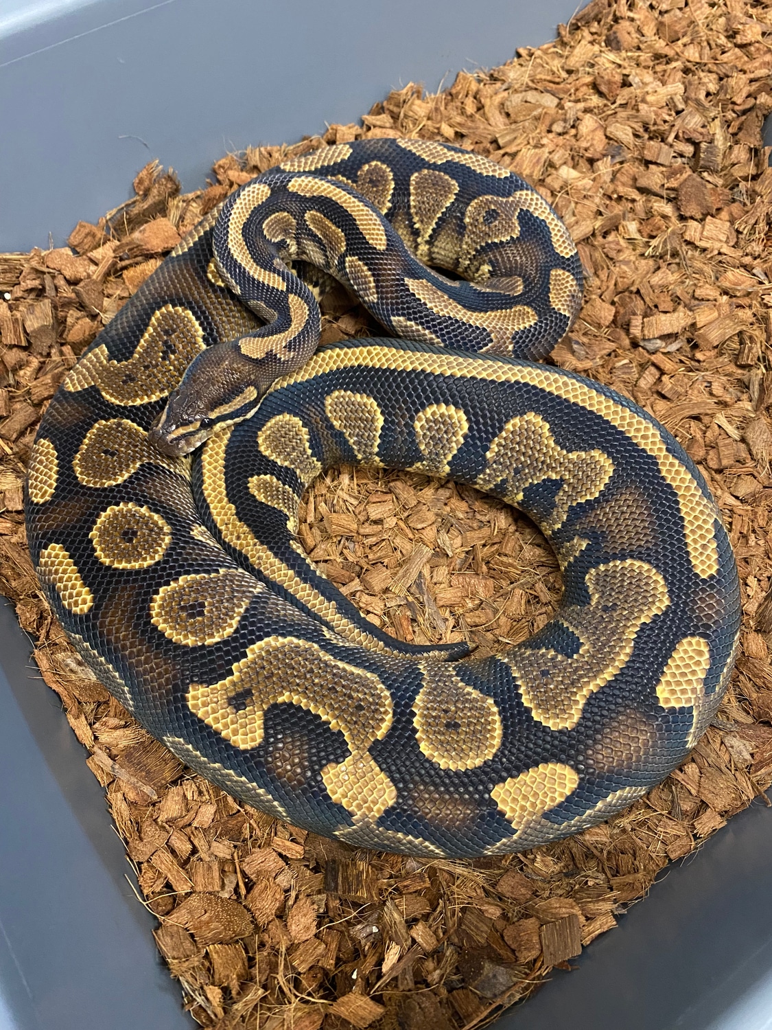 Yellow Belly Ball Python by Extraordinary Exotics LLC - MorphMarket
