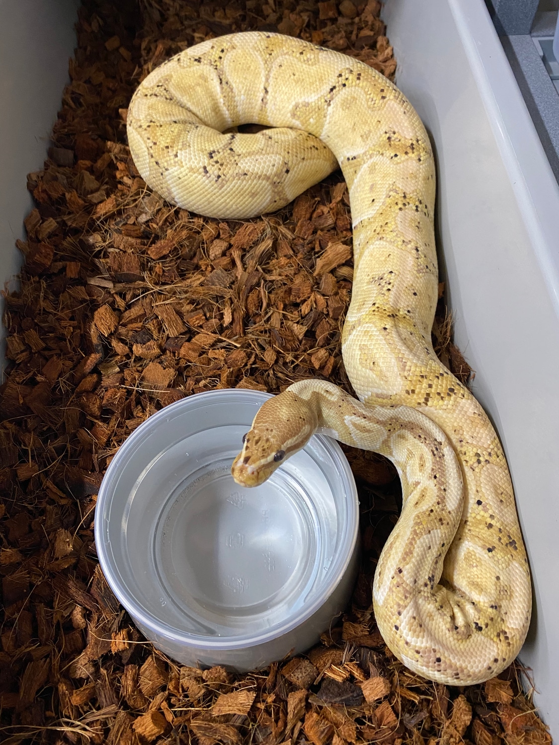 Banana Het Pied Ball Python by Extraordinary Exotics - MorphMarket