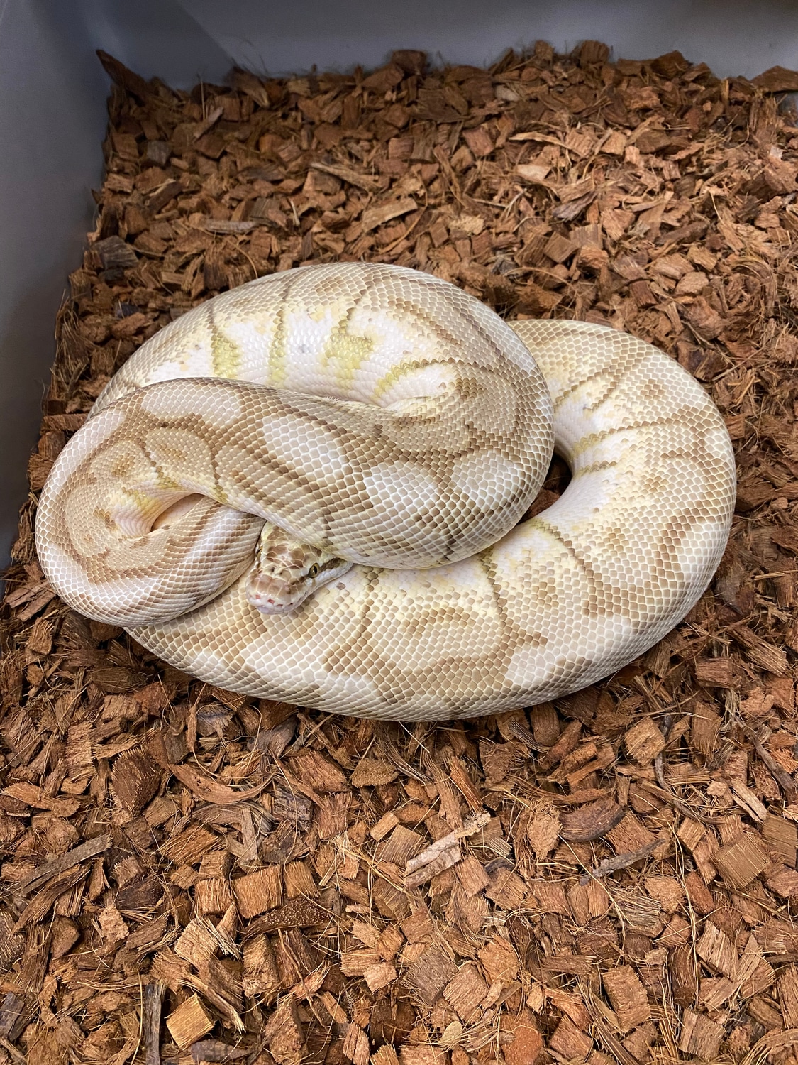 Lesser Spider Ball Python by Extraordinary Exotics - MorphMarket