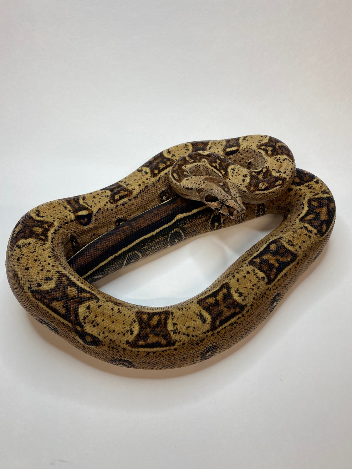 Het Leopard 66% Het Kahl Boa Constrictor by Extraordinary Exotics ...