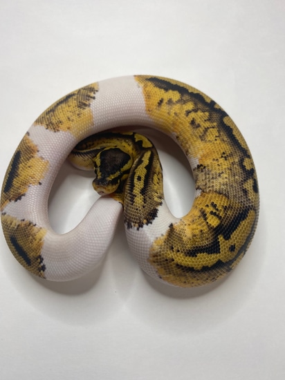Pastel Pied Pos OD Ball Python by Extraordinary Exotics LLC