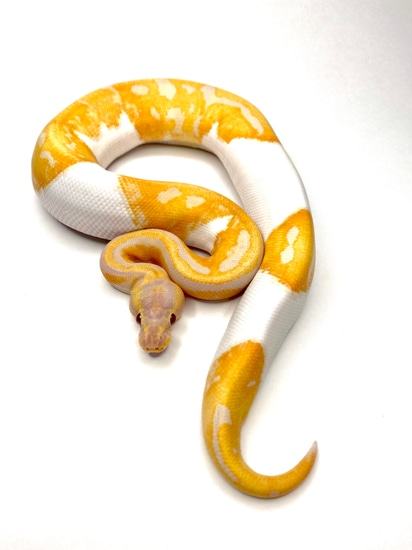 Dreamsicle Ball Python by Extraordinary Exotics LLC