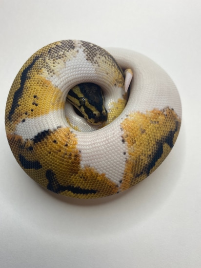 OD Pastel Pied Ball Python by Extraordinary Exotics LLC