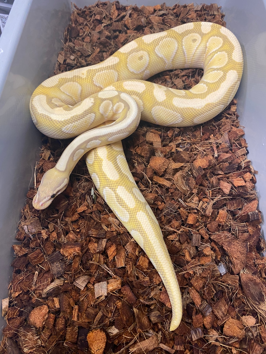 Hypo Lesser Spector Banana Ball Python by Extraordinary Exotics LLC ...