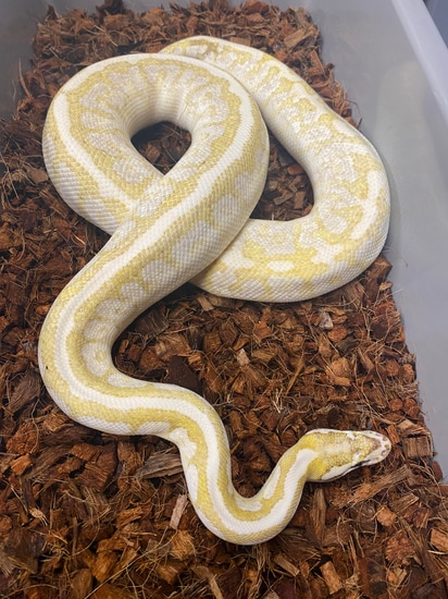 Crystal Powerball Ball Python by Extraordinary Exotics LLC