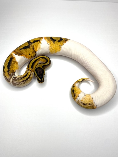 OD Pastel Pied Paradox Ball Python by Extraordinary Exotics LLC