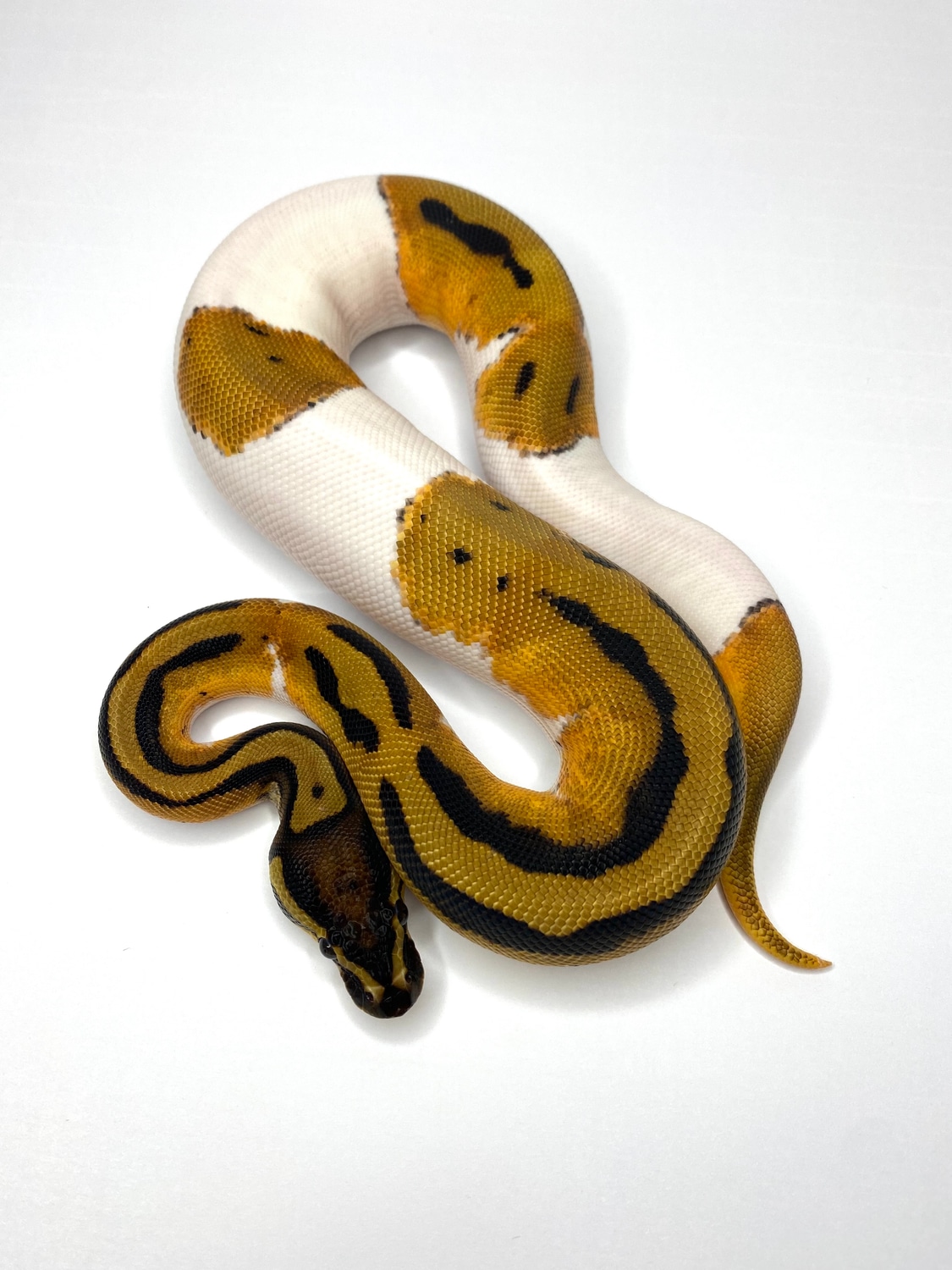 OD Pied Ball Python by Extraordinary Exotics - MorphMarket
