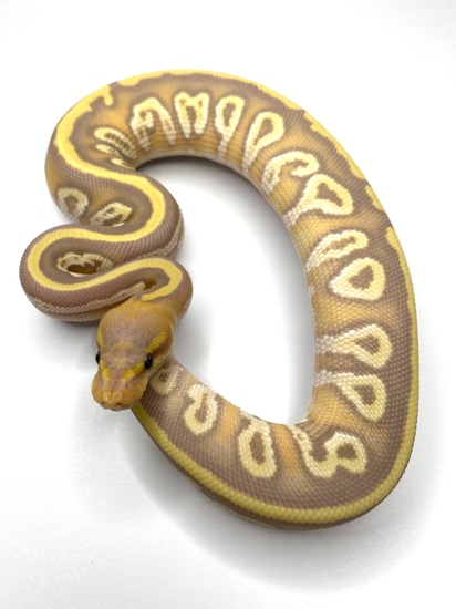 GHI Mojave Mahogany Banana Ball Python by Extraordinary Exotics