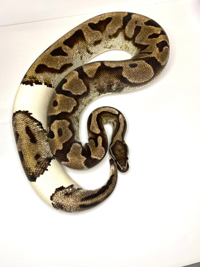 GCR Axanthic Pied + Free Male! Ball Python by Extraordinary Exotics LLC