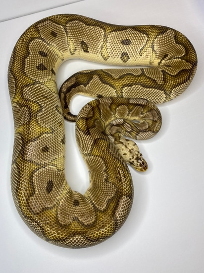 Pastel Clown RTB Ball Python by Extraordinary Exotics LLC