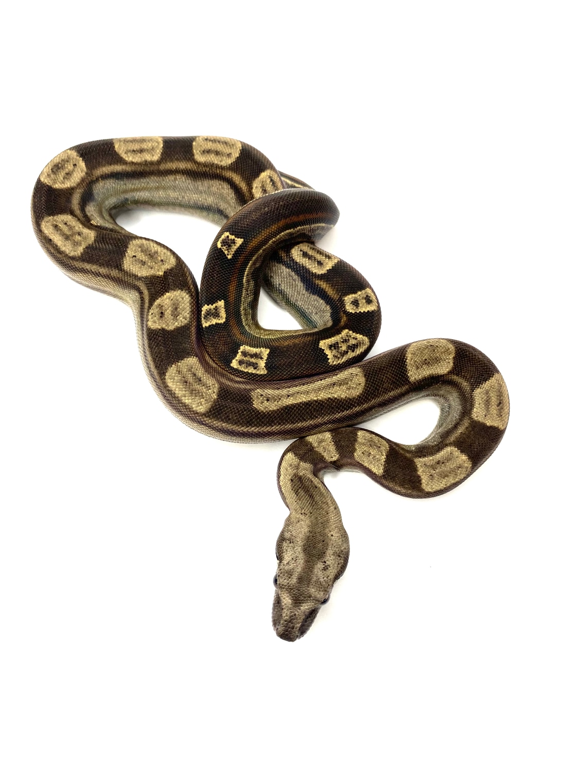 Motley Het Kahl Boa Constrictor by Extraordinary Exotics - MorphMarket
