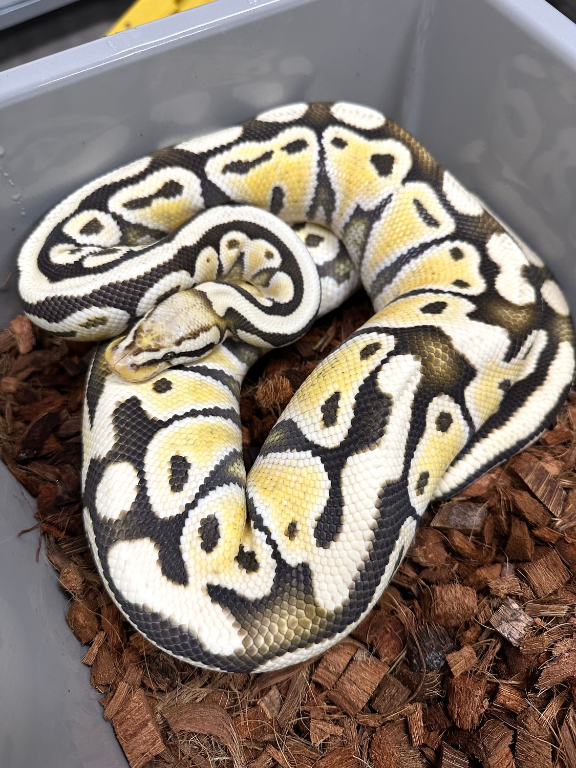 Pastel DG 66% Het VPI Ball Python by Extraordinary Exotics LLC - MorphMarket