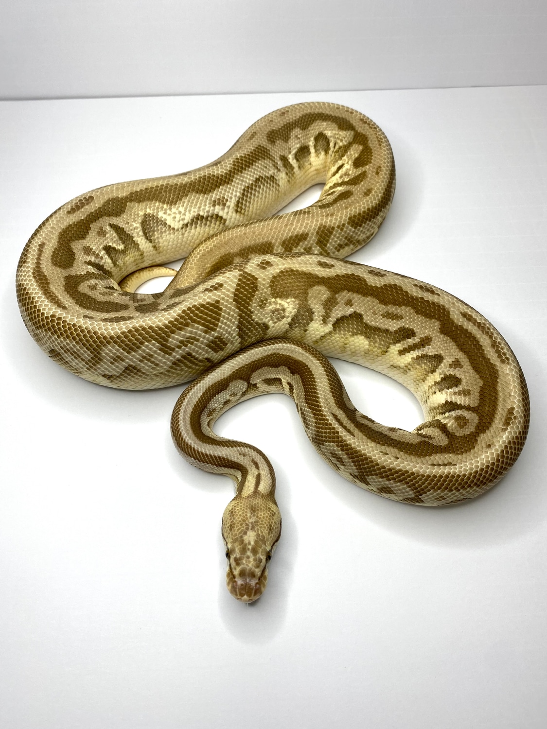 Pastel Lesser Leo SN 66% Het Clown Ball Python by Extraordinary Exotics ...