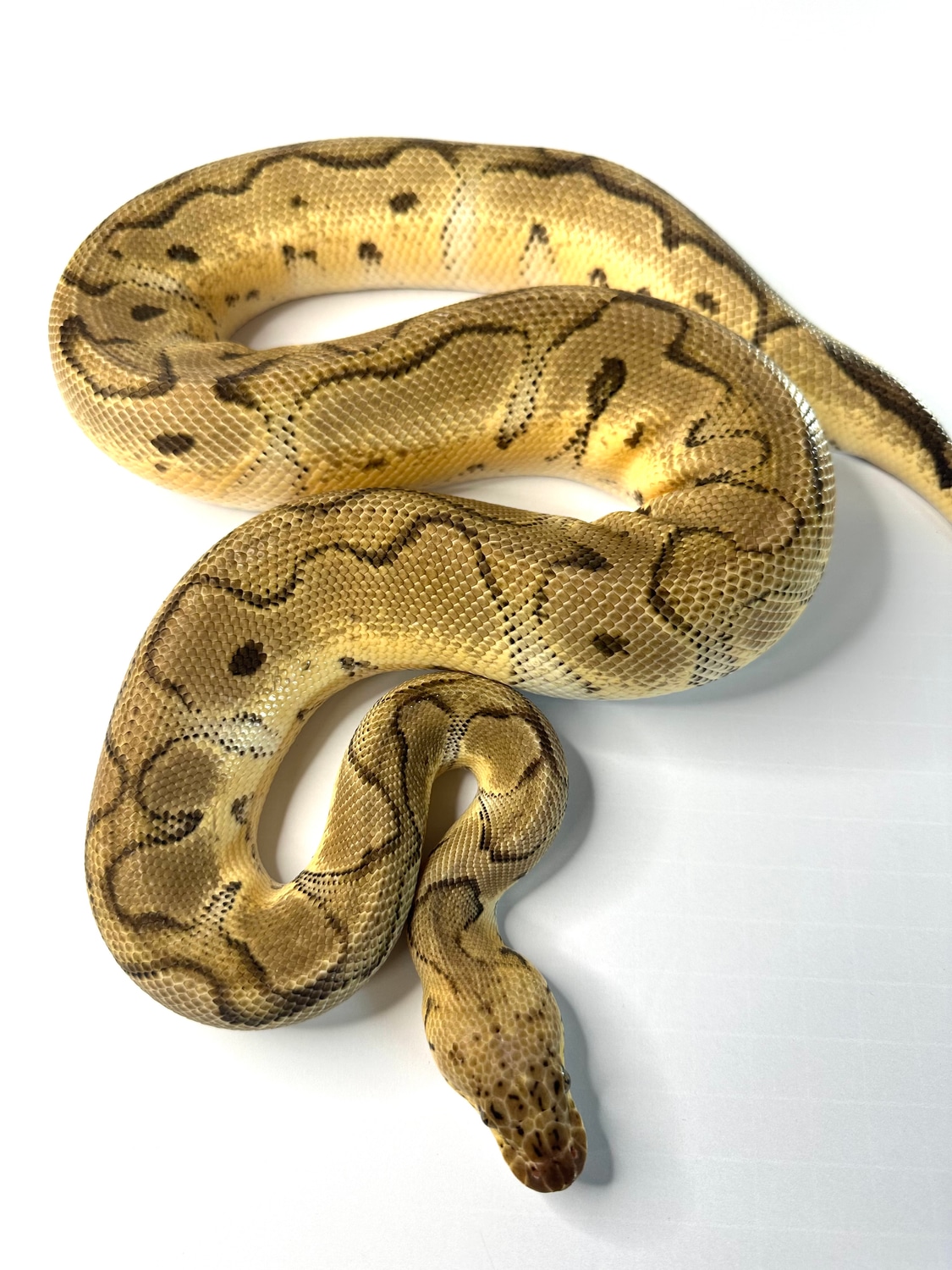 Pastel OD Clown Ball Python by Extraordinary Exotics LLC - MorphMarket