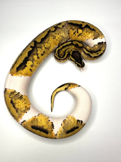 Pastel Pied Ball Python by Extraordinary Exotics LLC