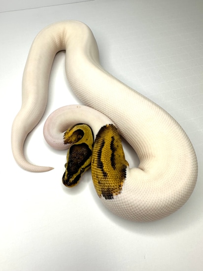 Pastel Pied Ball Python by Extraordinary Exotics LLC