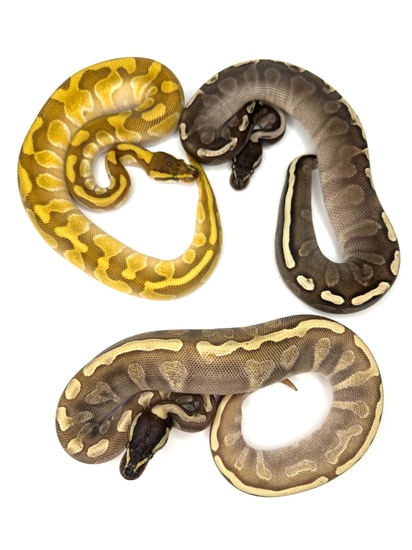 Lesser Combo Group Ball Python by Extraordinary Exotics LLC