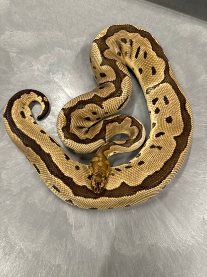 Blade Clown FREE SHIPPING Ball Python by Extraordinary Exotics LLC
