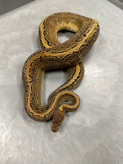 Pinstripe 50% Het Sunset FREE SHIPPING Ball Python by Extraordinary Exotics