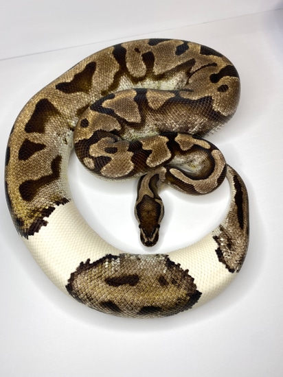 GCR Axanthic Pied FREE SHIPPING Ball Python by Extraordinary Exotics LLC