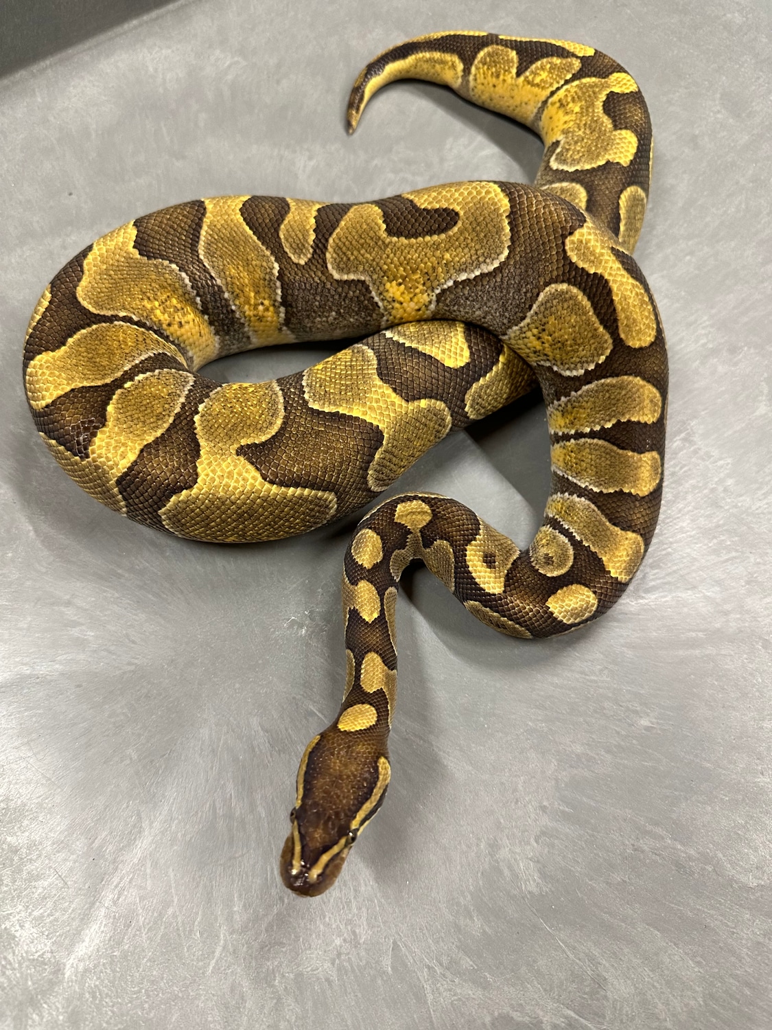 OD Enchi FREE SHIPPING Ball Python by Extraordinary Exotics LLC - MorphMarket