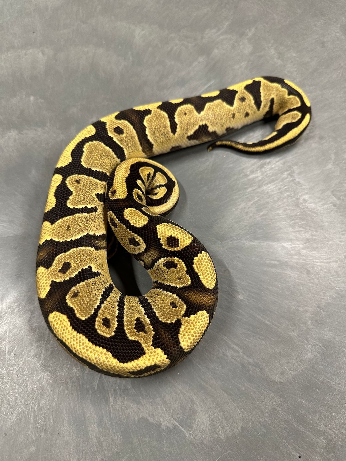 Fire Triple Het Lav Clown Pied Ball Python by Extraordinary Exotics LLC - MorphMarket
