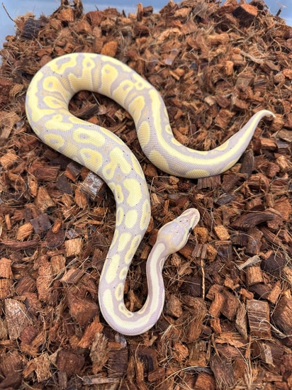 Banana Mahogany Het Albino Ball Python by Extraordinary Exotics