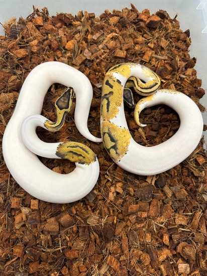 Pastel Pied & OD Pastel Pied Pair Ball Python by Extraordinary Exotics